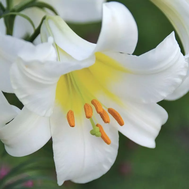 Lilium Trumpet Regale Album White Lily