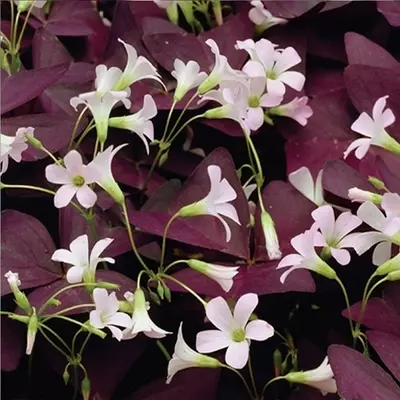 Oxalis Triangularis Purpurea | de Jager