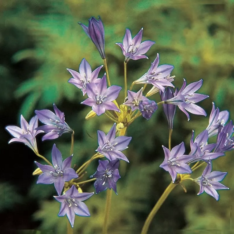 Triteleia Queen Fabiola | de Jager