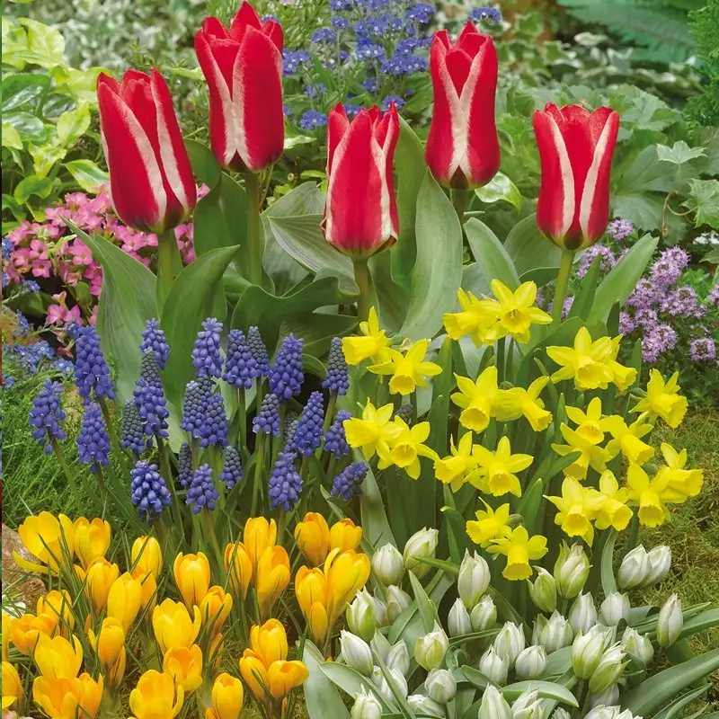 Bulb Mix Pack of Superior Bulbs