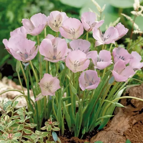 Calochortus Cupido | de Jager