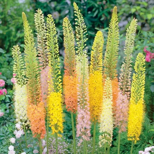 Eremurus Robustus Pink Foxtail Lily