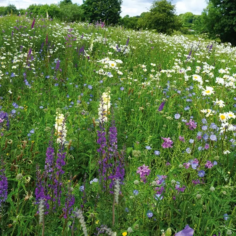 Perennial Purple Haze Mix Pictorial Meadows