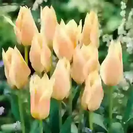 Gregii Hybrid Tulips | de Jager