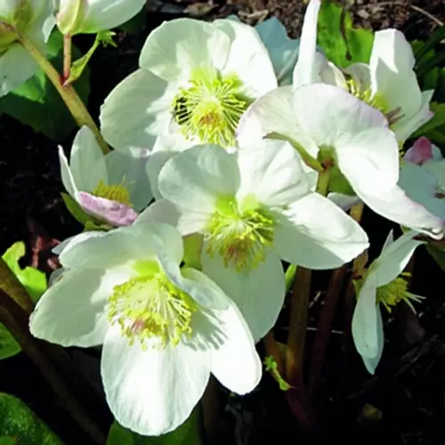 Helleborus Niger | de Jager