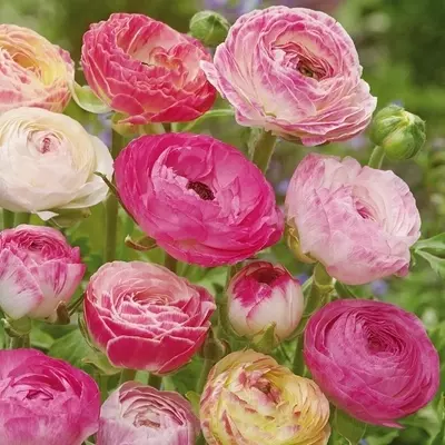 Ranunculus Purple | de Jager