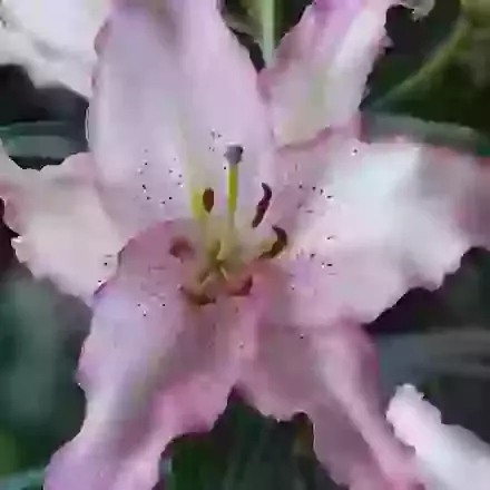 Oriental Hybrid Lilies | de Jager