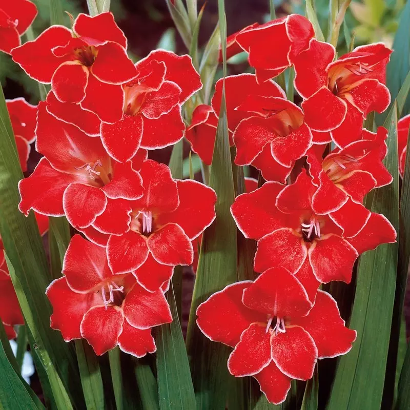 Hardy Gladiolus Atom | de Jager