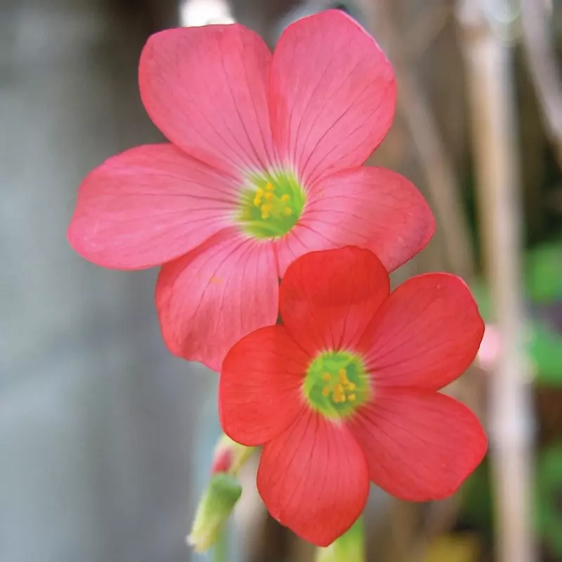 Oxalis Iron Cross | de Jager