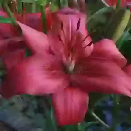 Asiatic Hybrid Lilies | de Jager Bulbs