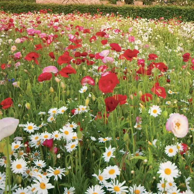 Annual Classic Pictorial Meadows Bulb Mix