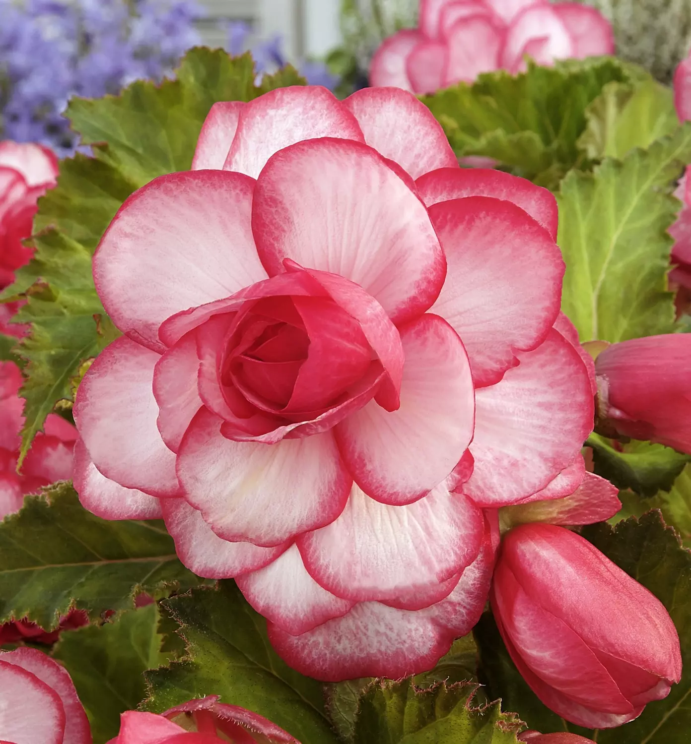 Begonia Bouton de Rose | de Jager