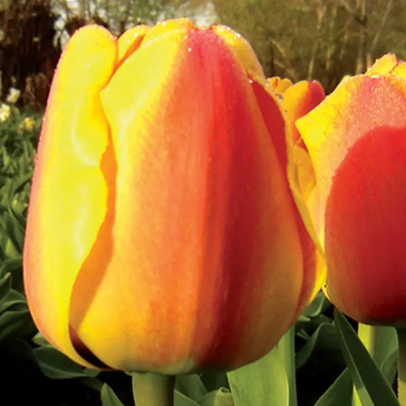 Apeldoorn Elite Darwin Tulip | de Jager