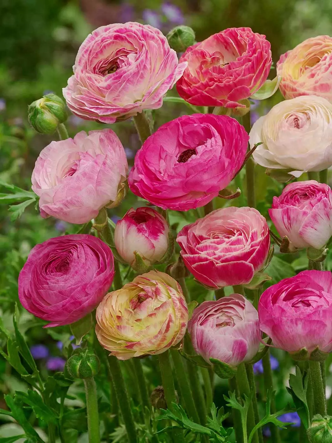 Ranunculus Picotee Orange | de Jager
