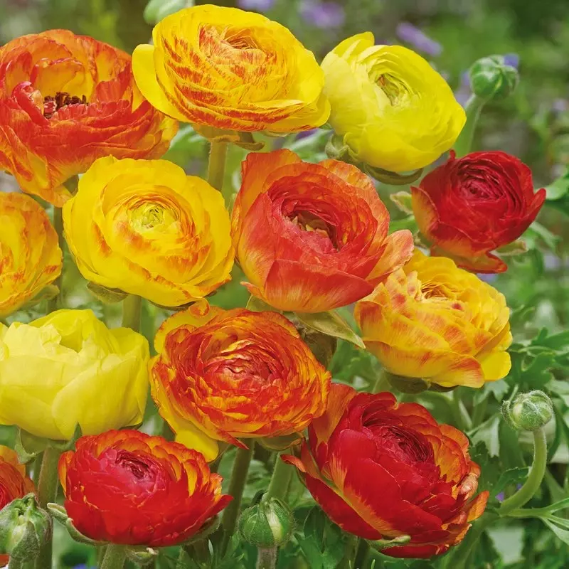 Ranunculus Picotee Orange | de Jager