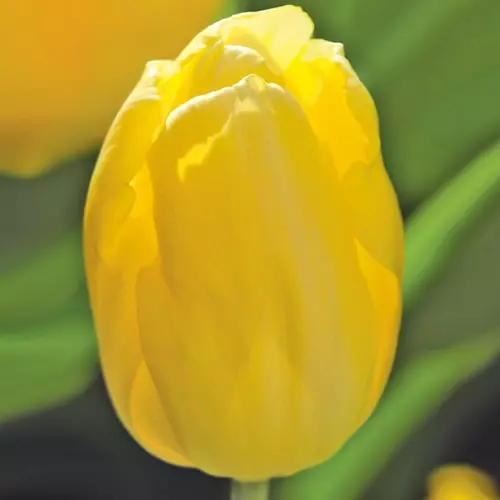 Sunny Prince Early Single Tulip | de Jager Bulbs