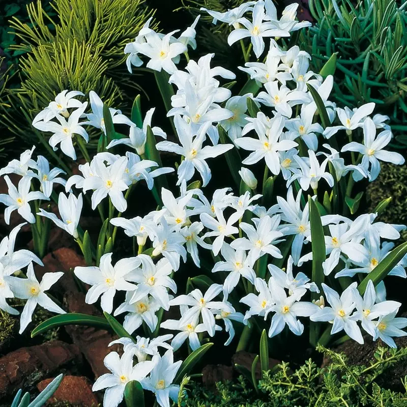 Lucillae Alba Chionodoxa | de Jager Bulbs